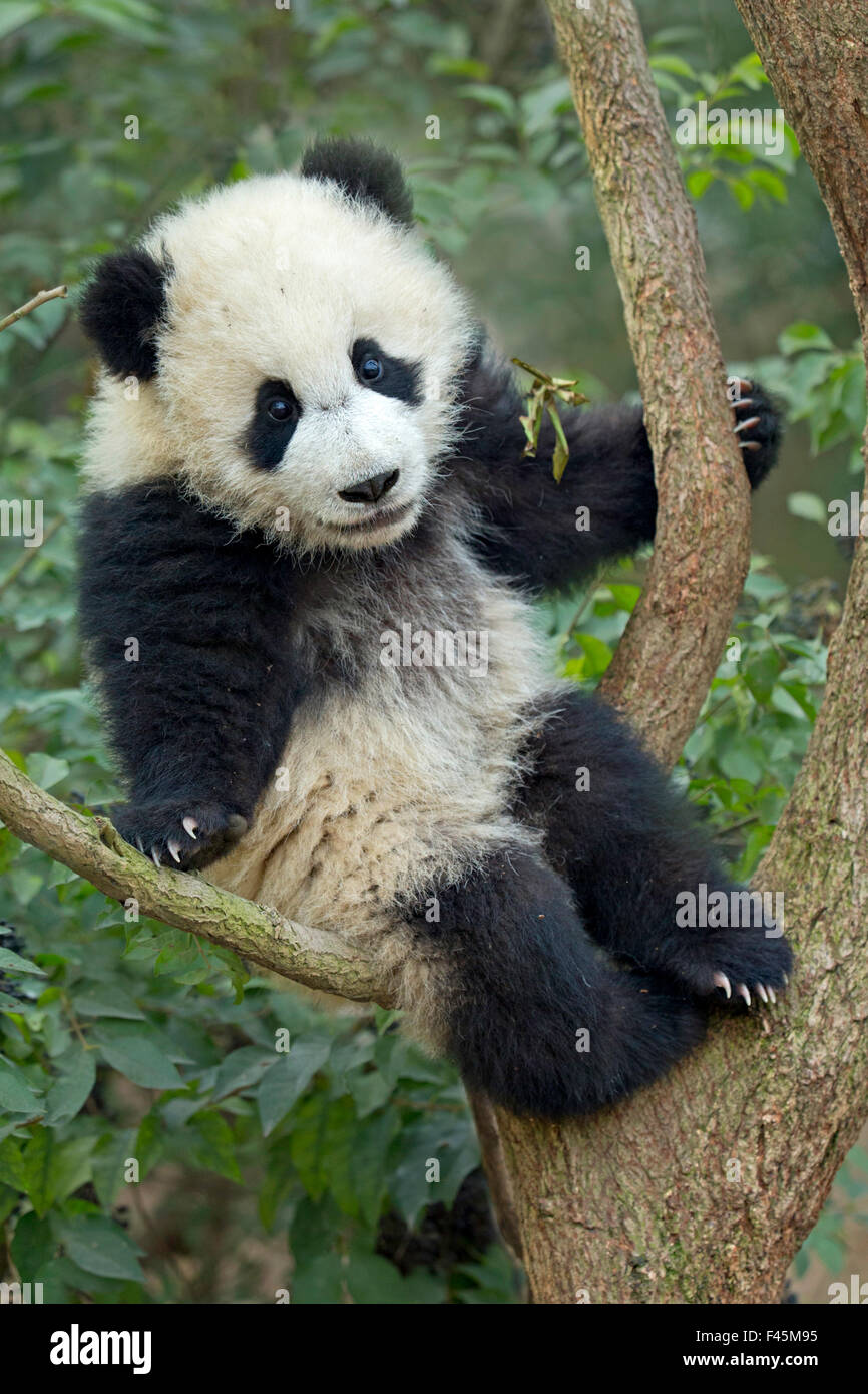 Giant Panda (Ailuropoda melanoleuca) cub climbing tree. Chengdu, China ...
