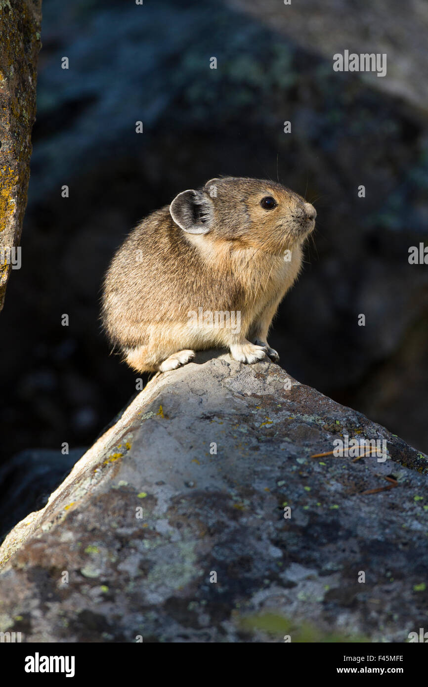 American pika open hi-res stock photography and images - Alamy