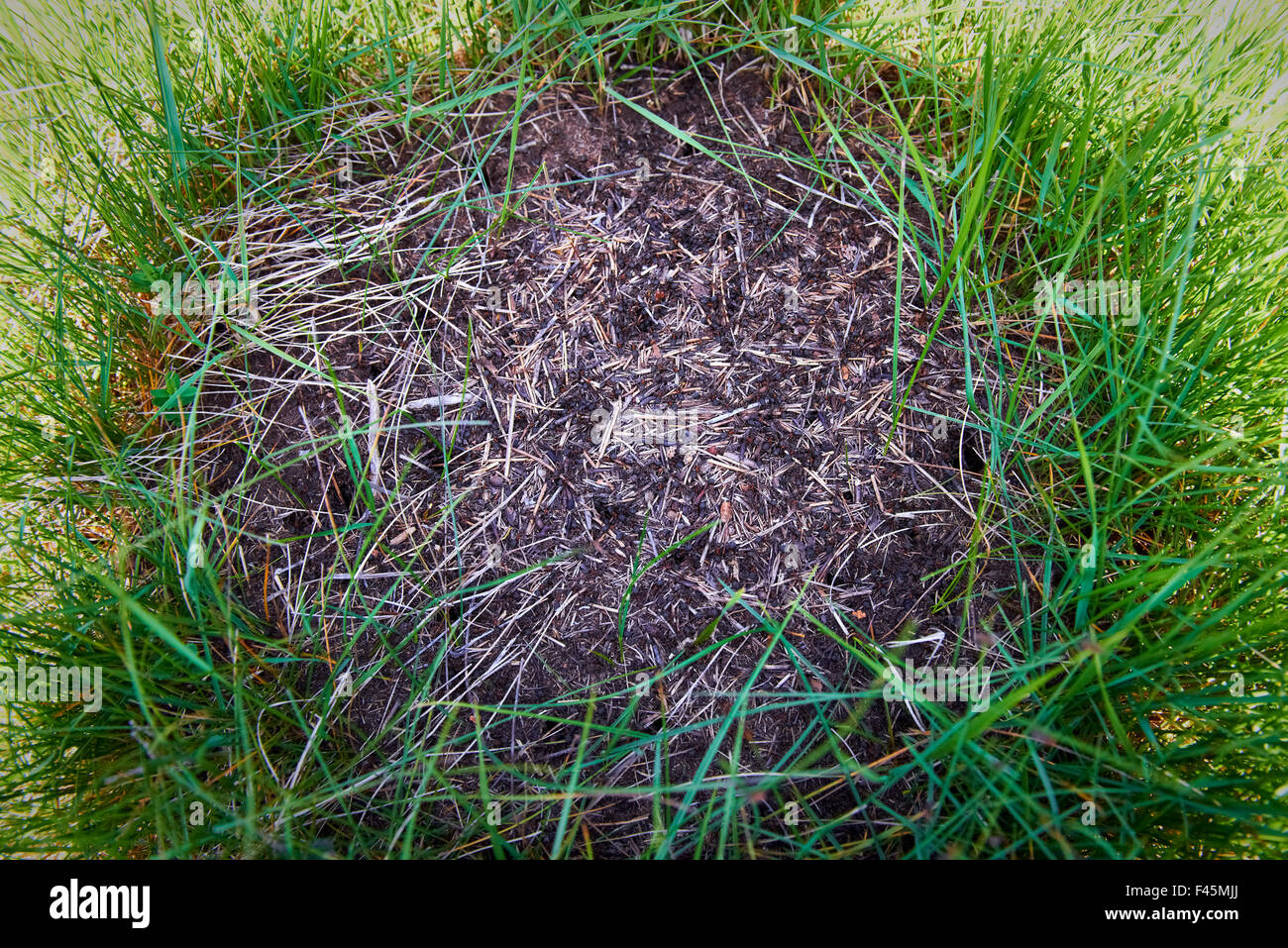 Anthill in the grass hi-res stock photography and images - Alamy