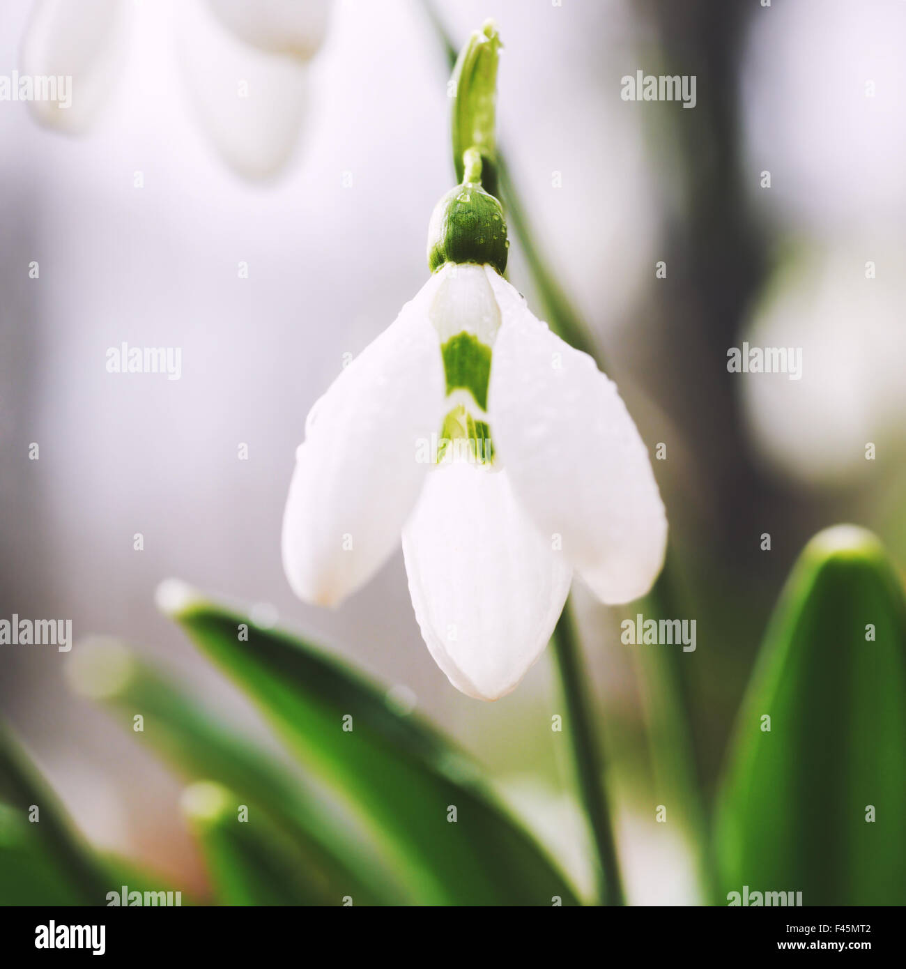 Spring flowers snowdrops Stock Photo - Alamy