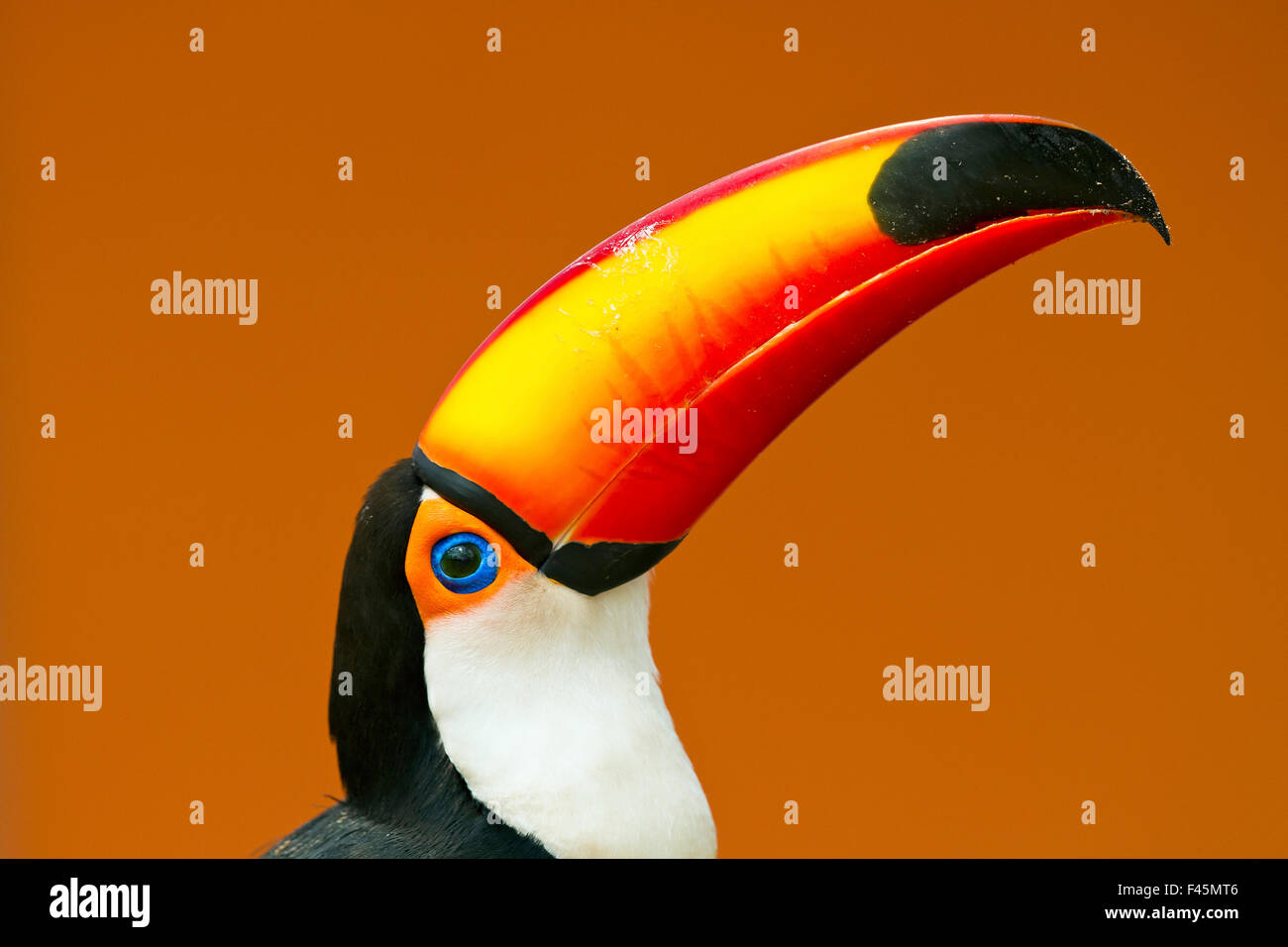 Toco Toucan (Ramphastos toco) head and beak profile portrait, Brazil ...