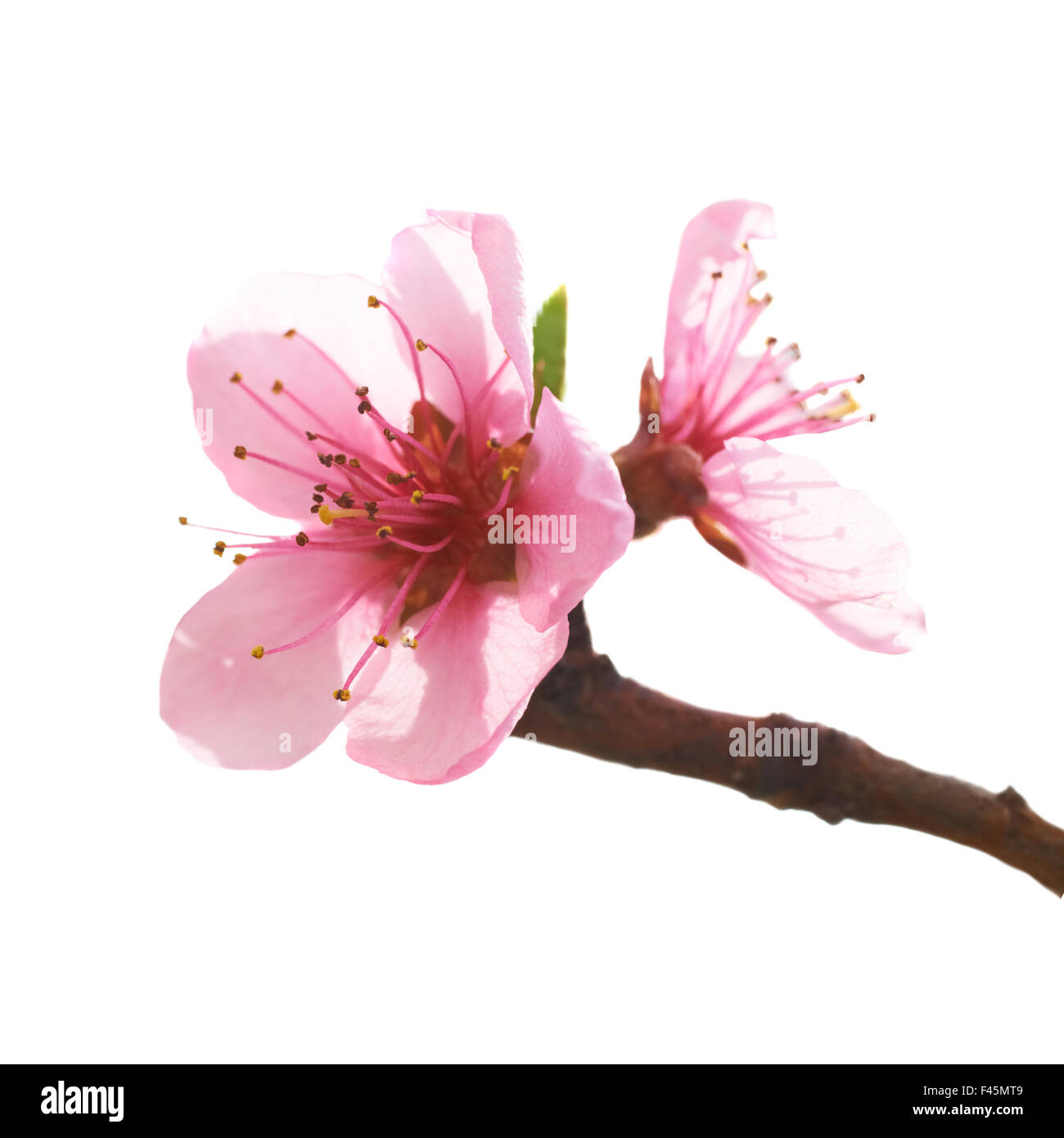 Japanese almond tree Cut Out Stock Images & Pictures - Alamy
