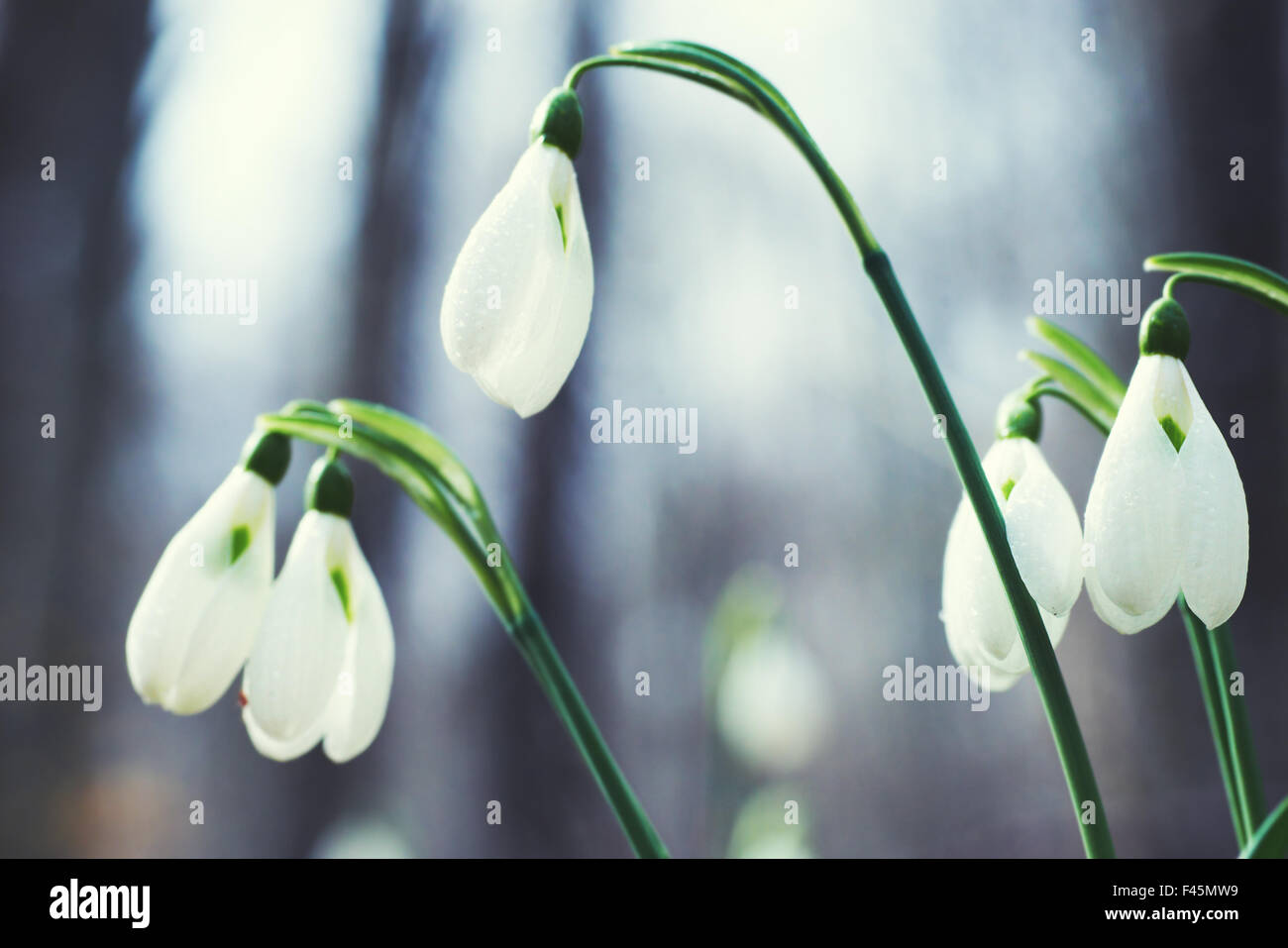 Whit flowers plant hi-res stock photography and images - Alamy