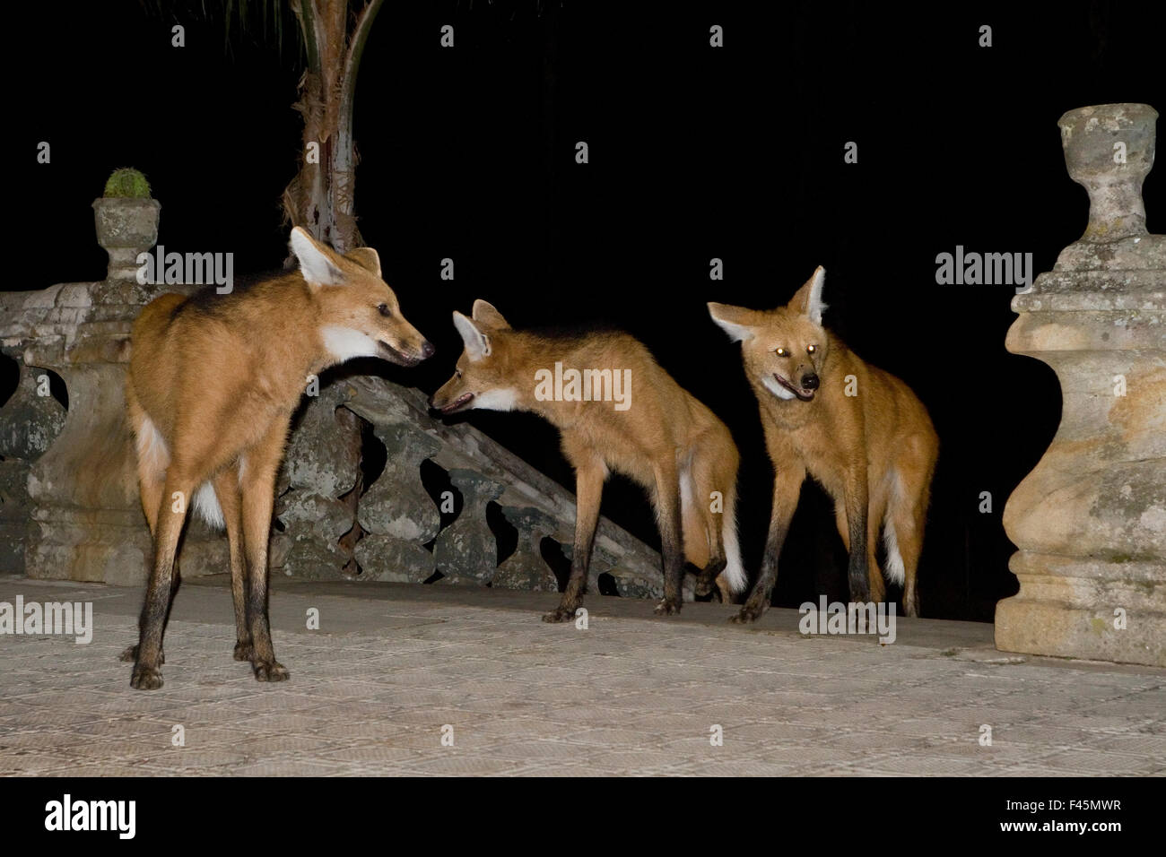 Maned Wolves (Chrysocyon brachyurus) at Santurio do Caraca, where they ...
