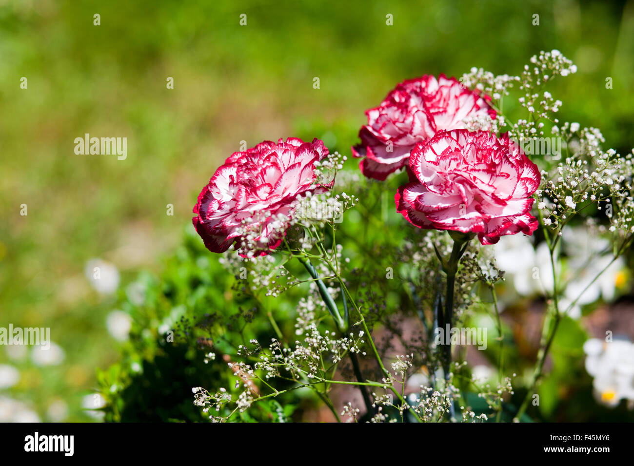Dianthus garden hi-res stock photography and images - Alamy