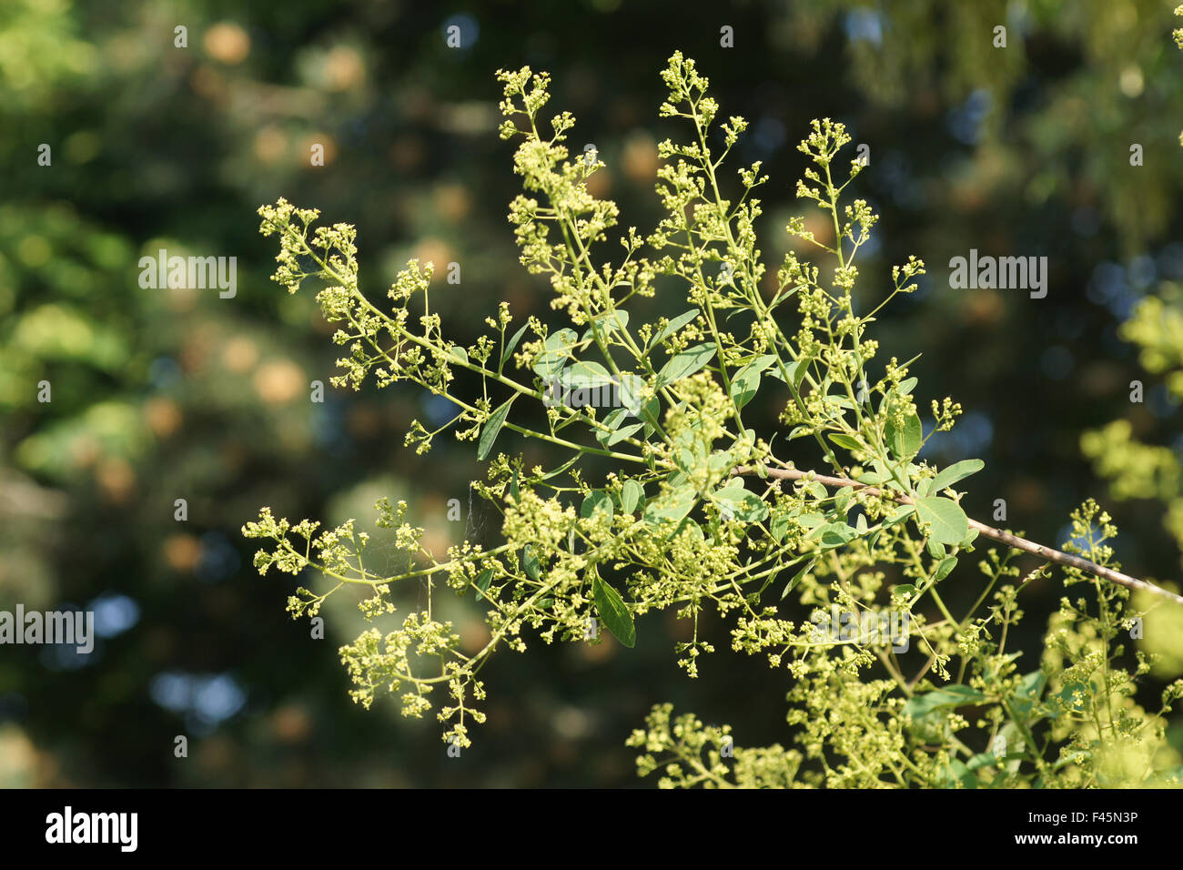 Smoke tree hi-res stock photography and images - Alamy