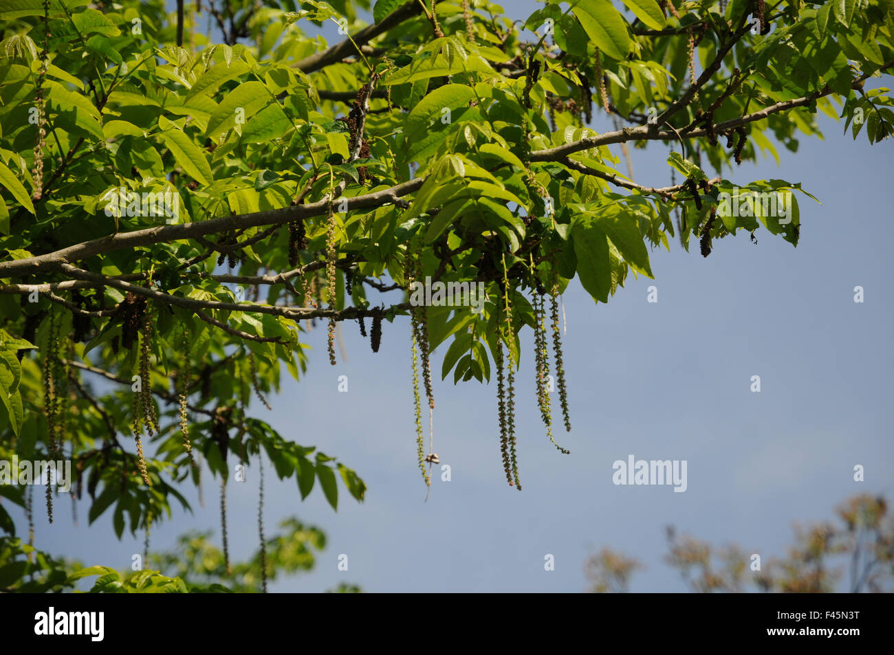 Wingnuts hi-res stock photography and images - Alamy
