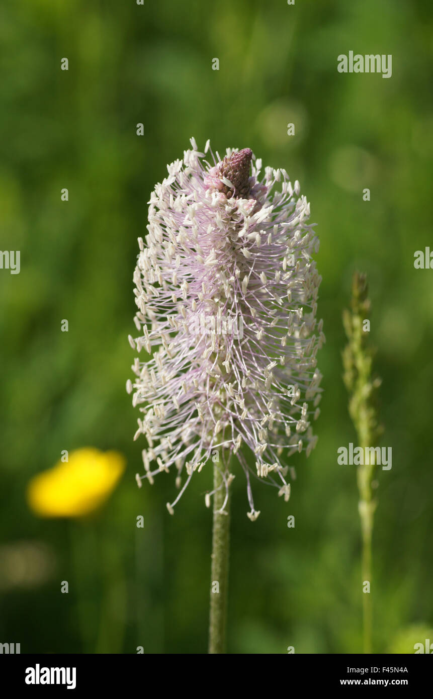 English Plantain High Resolution Stock Photography and Images - Alamy