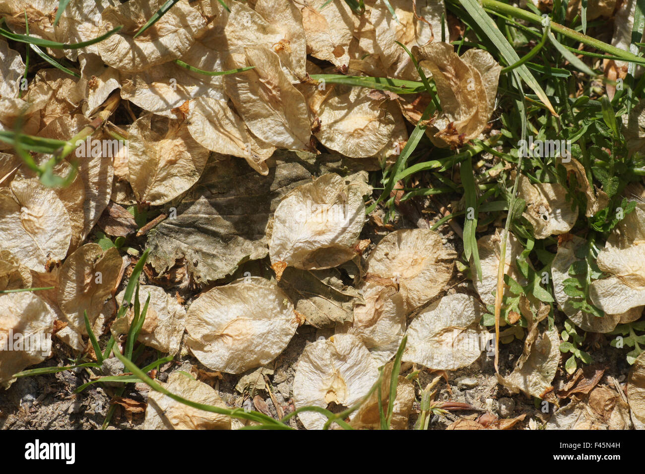 Field elm seeds Stock Photo - Alamy