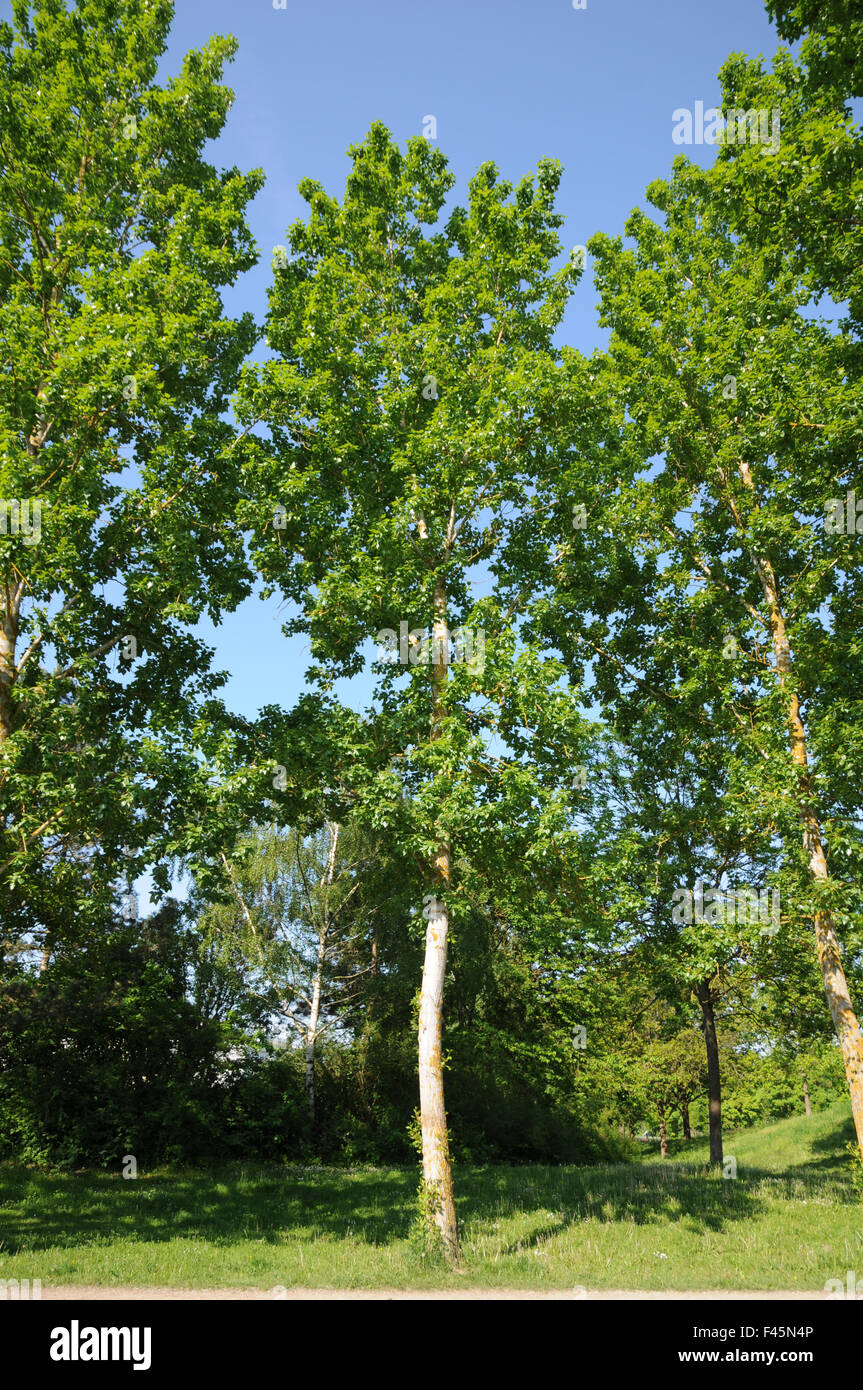 Balsampappeln hi-res stock photography and images - Alamy