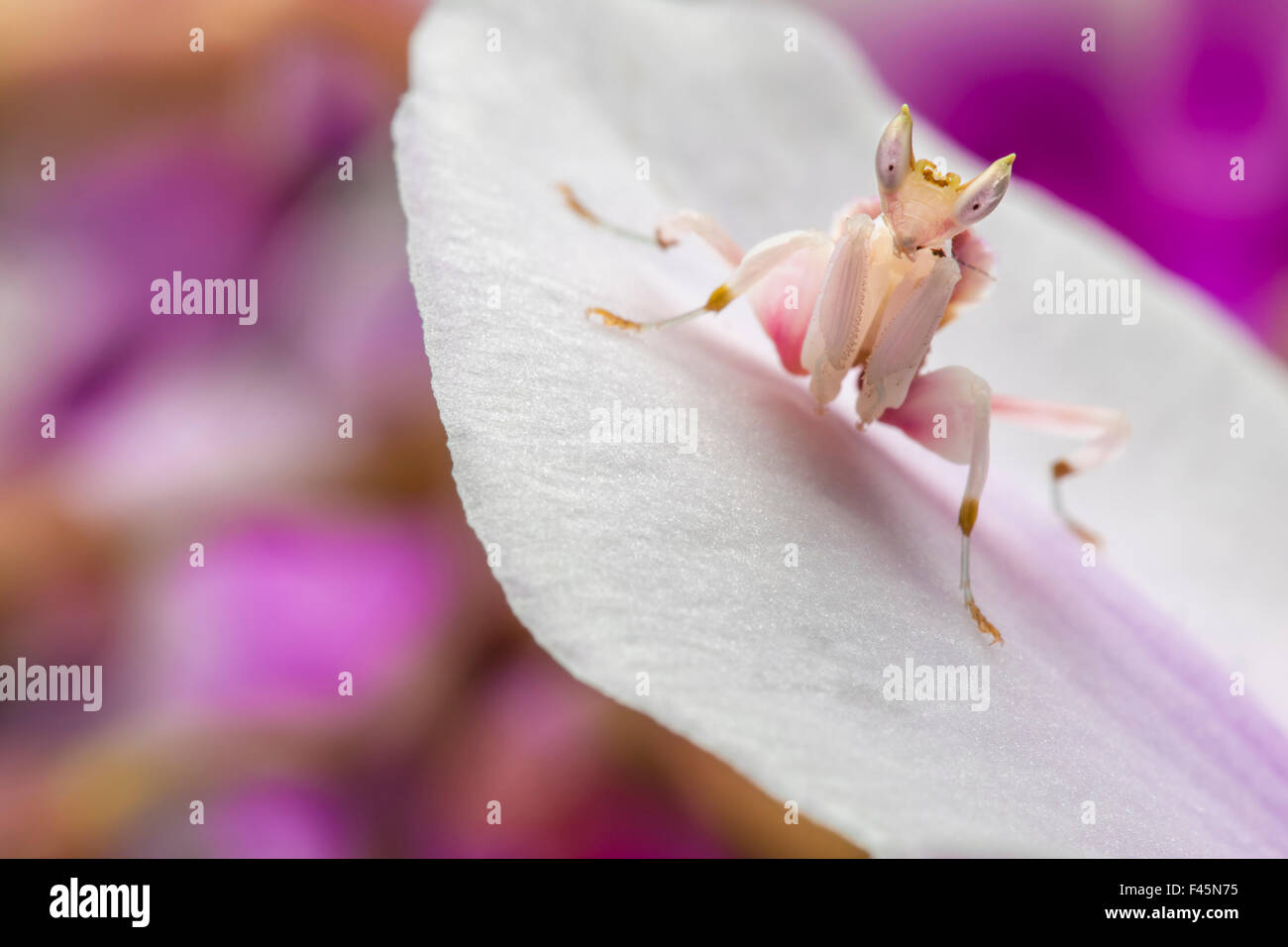 Praying mantises of asia High Resolution Stock Photography and Images ...