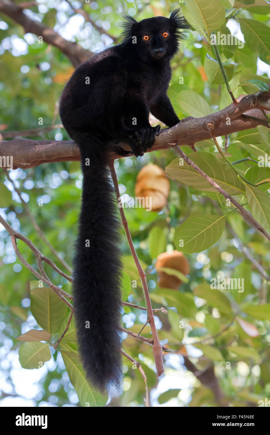 Black Lemur (Eulemur macaco) male, Nosy Komba, Madagascar Stock Photo ...