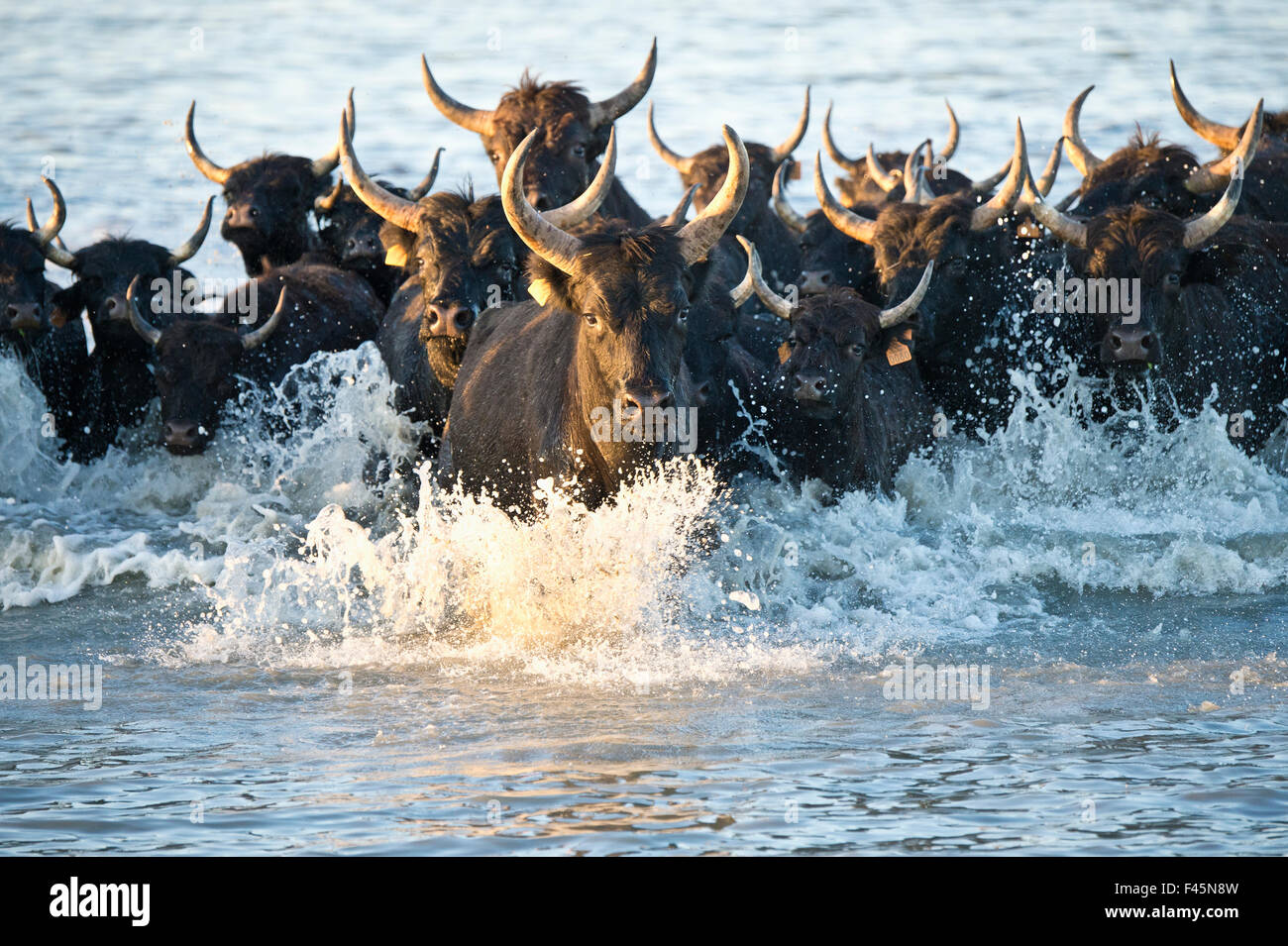 Camargue bulls in the delta of the River Rhone, France, May Stock Photo ...