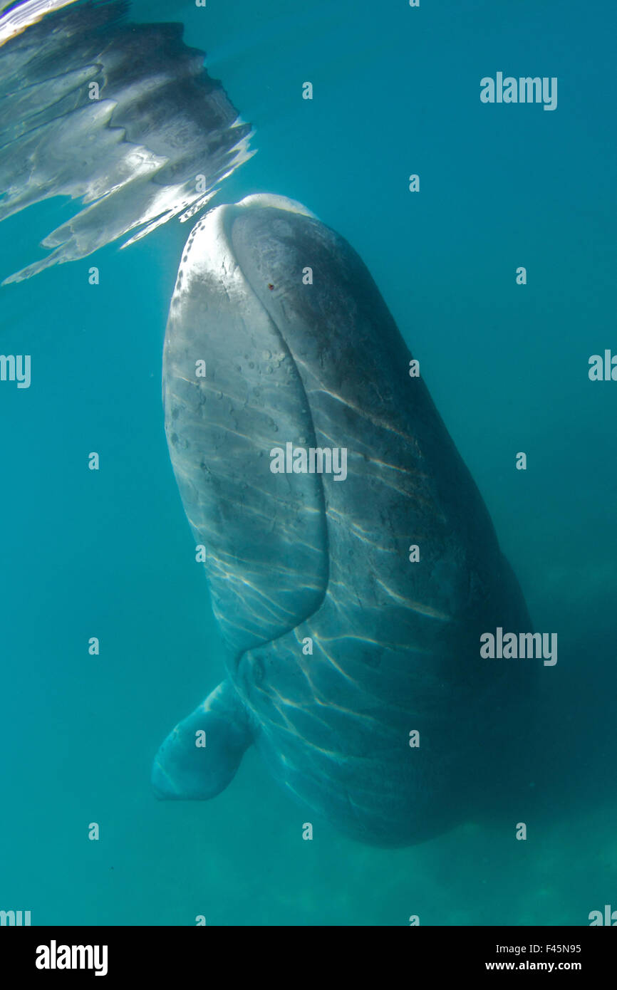 Bowhead whales greenland hi-res stock photography and images - Alamy