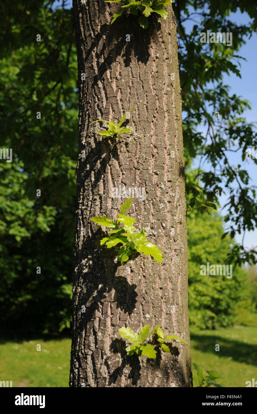 Turkey oak tree hi-res stock photography and images - Alamy
