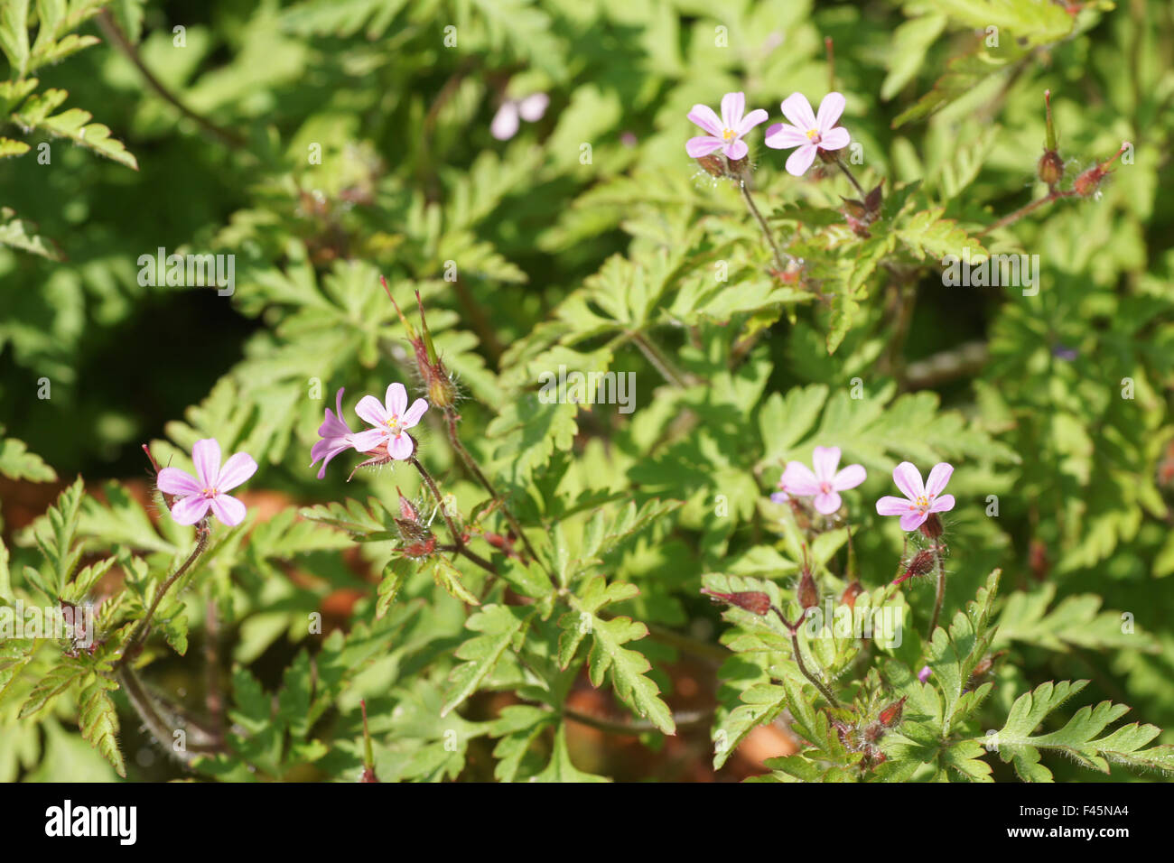 Robert geraniums hi-res stock photography and images - Alamy