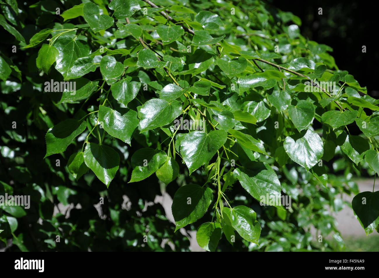 Common lime tree buds hi-res stock photography and images - Alamy