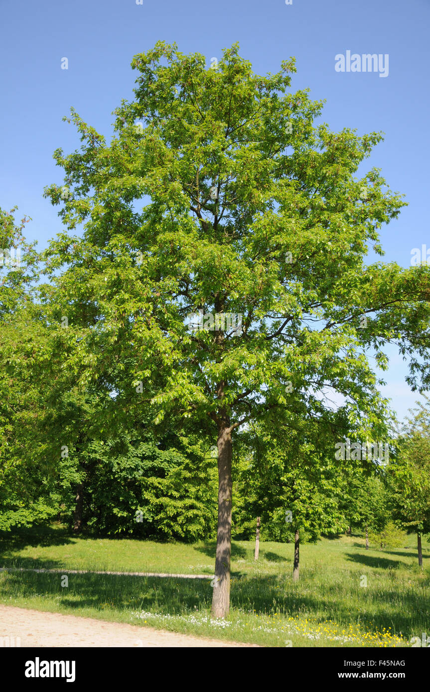 Turkey oak leaf hi-res stock photography and images - Alamy