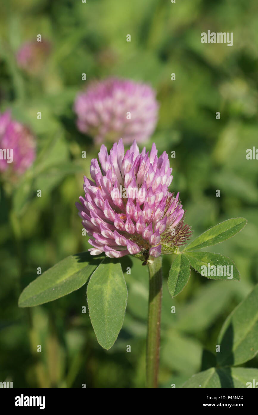 Trefoil red clover hi-res stock photography and images - Alamy