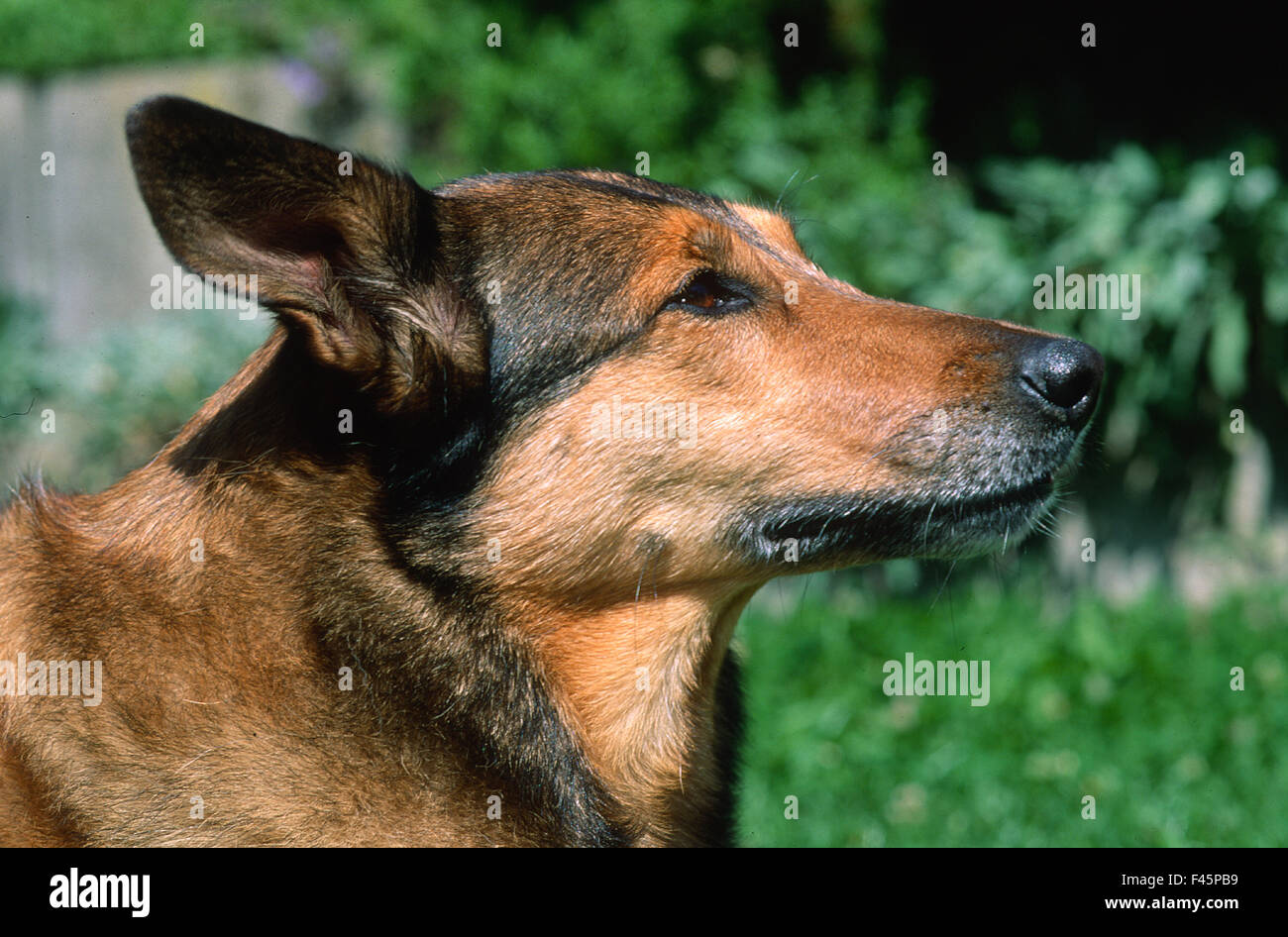 Hybrid animals hi-res stock photography and images - Alamy