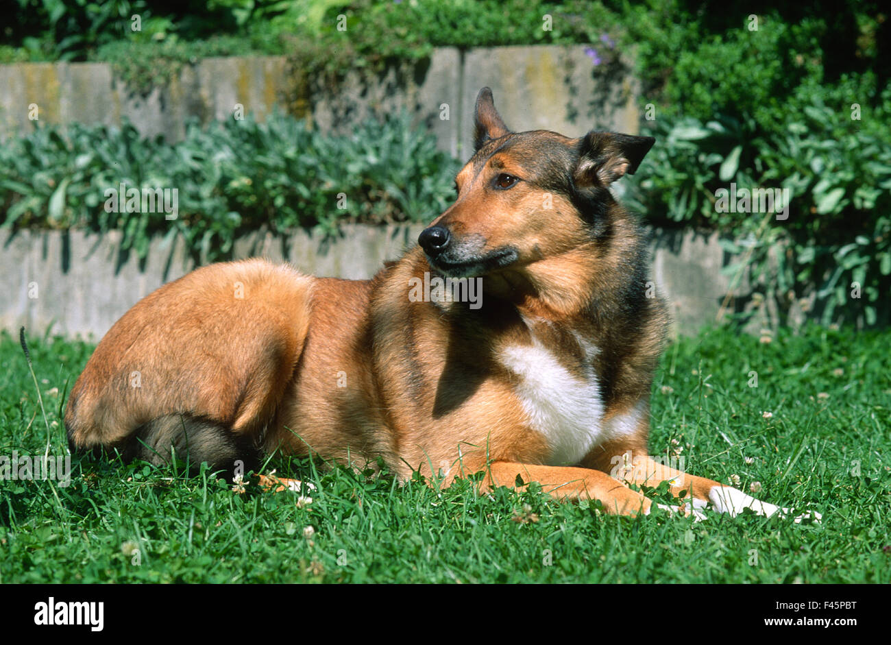 Hybrid animals hi-res stock photography and images - Alamy