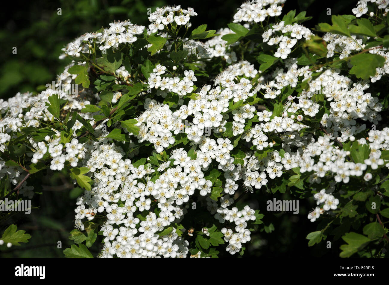 Single seed hi-res stock photography and images - Alamy