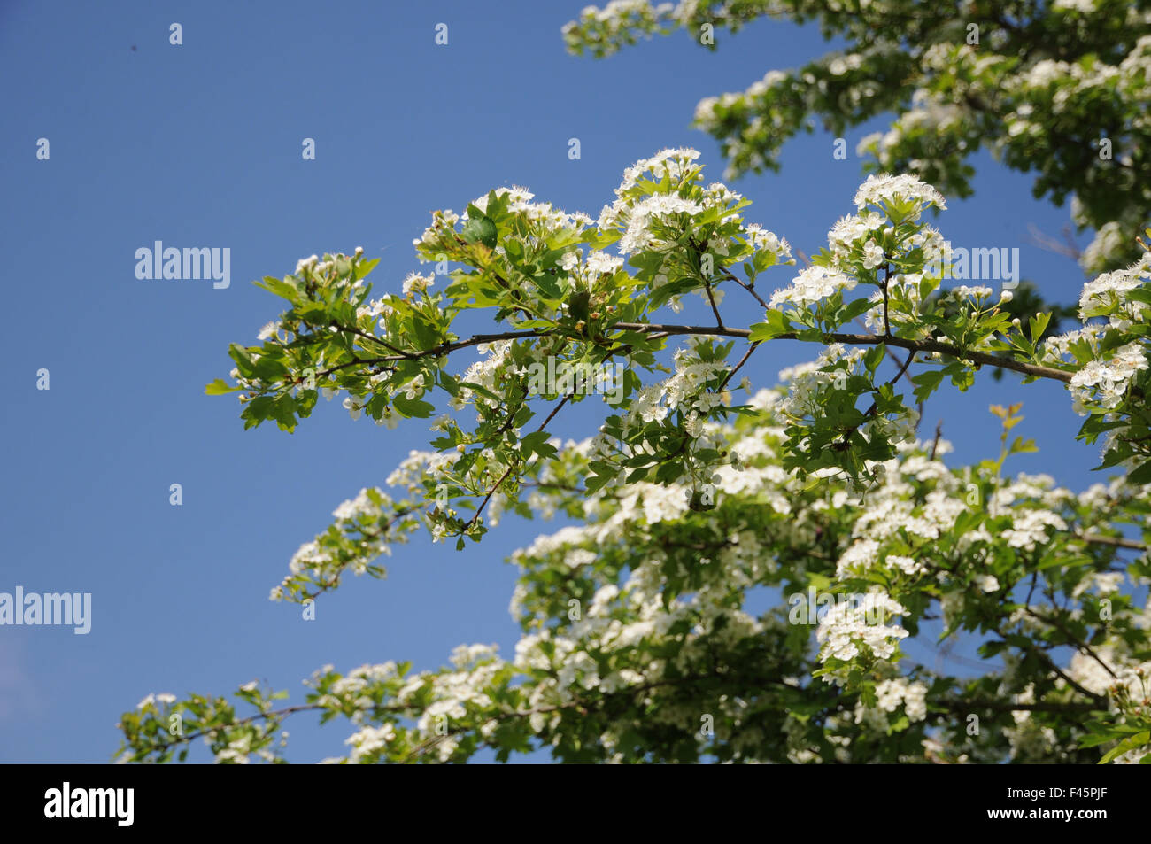 Single seed hi-res stock photography and images - Alamy