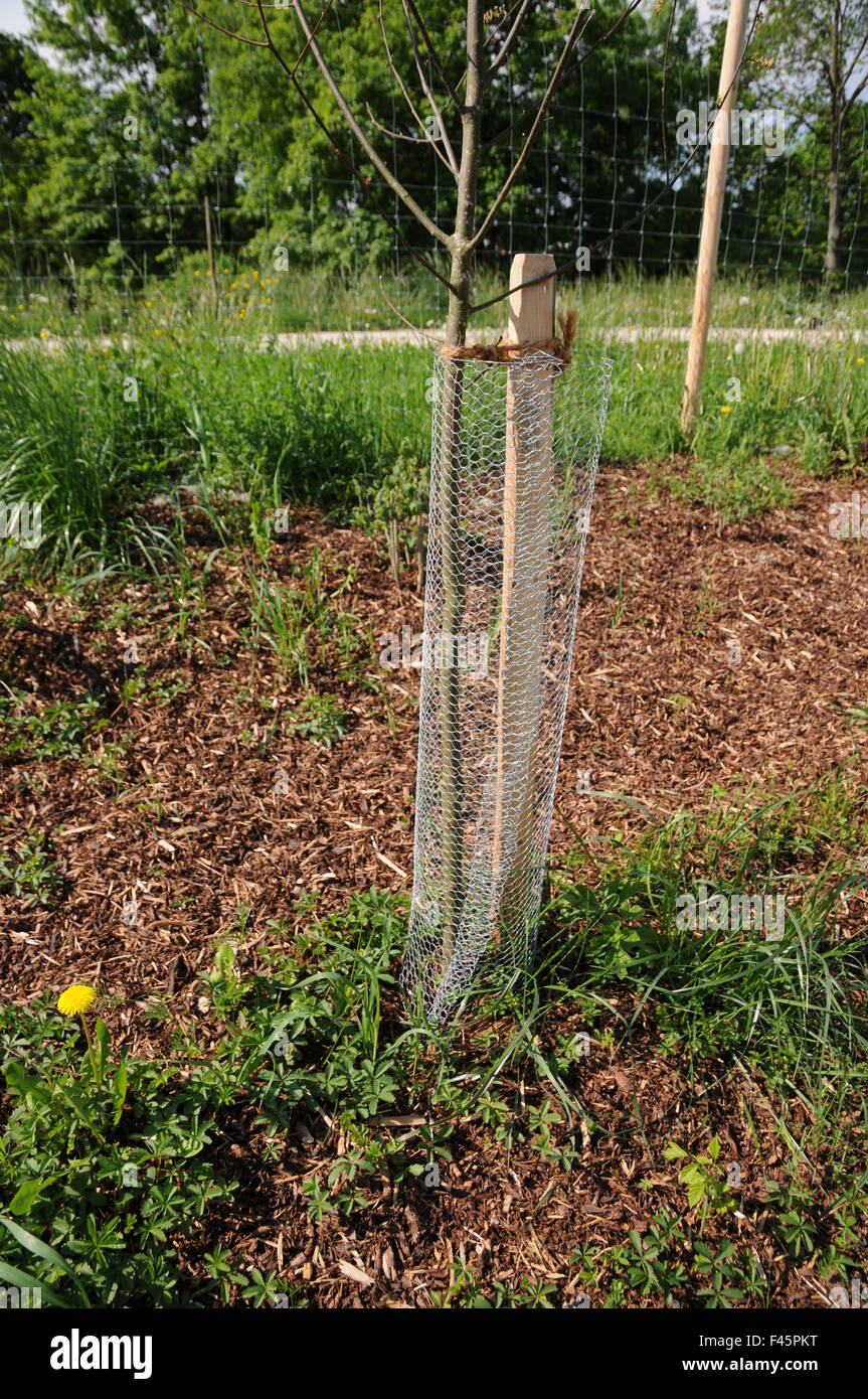 Protect tree hi-res stock photography and images - Alamy