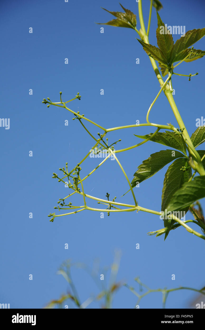 Vines with tendrils hi-res stock photography and images - Alamy