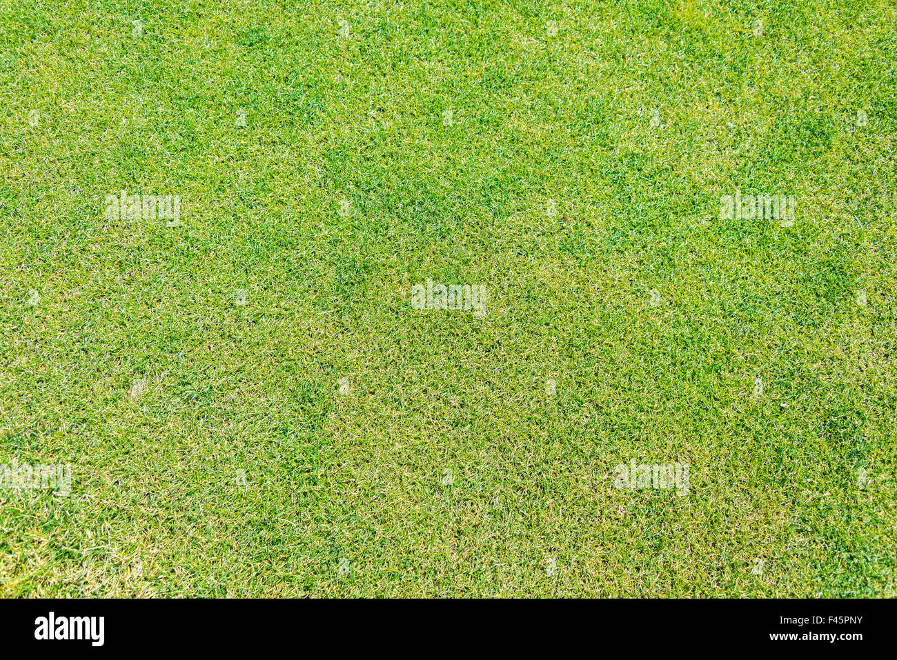 Close up of green grass for your background Stock Photo - Alamy
