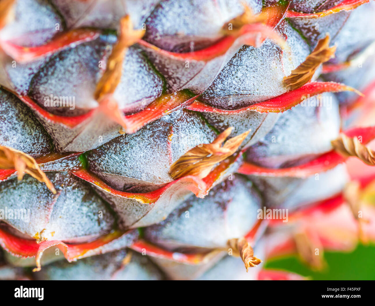 Pineapple macro view Stock Photo - Alamy