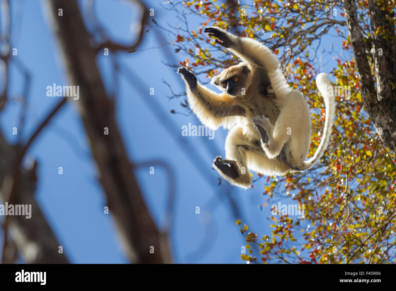 Golden-crowned Sifaka (Propithecus tattersalli) leaping through forest ...
