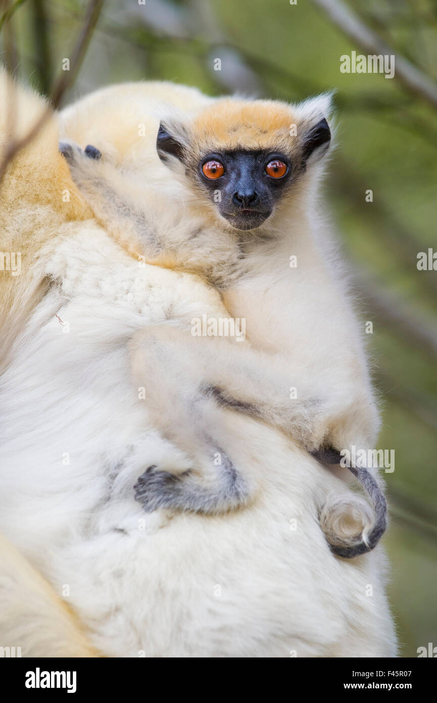 Infant Golden-crowned Sifaka (Propithecus tattersalli) on its mother's ...