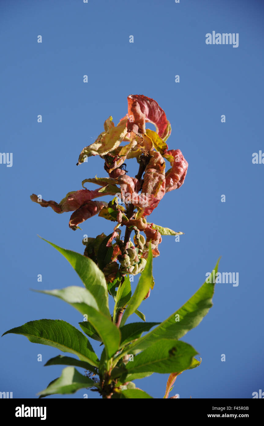 Peach leaf curl hi-res stock photography and images - Alamy