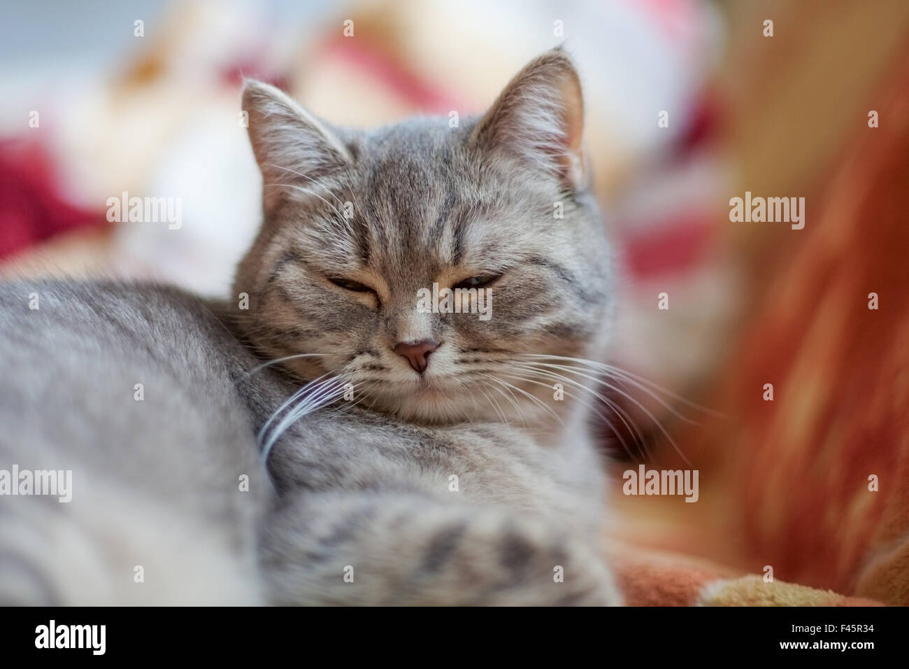 portrait of a beautiful gray striped cat Stock Photo - Alamy