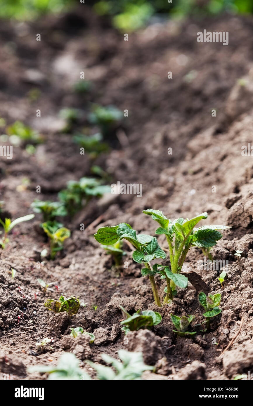 Young potato on soil cover. plant close-up Stock Photo - Alamy