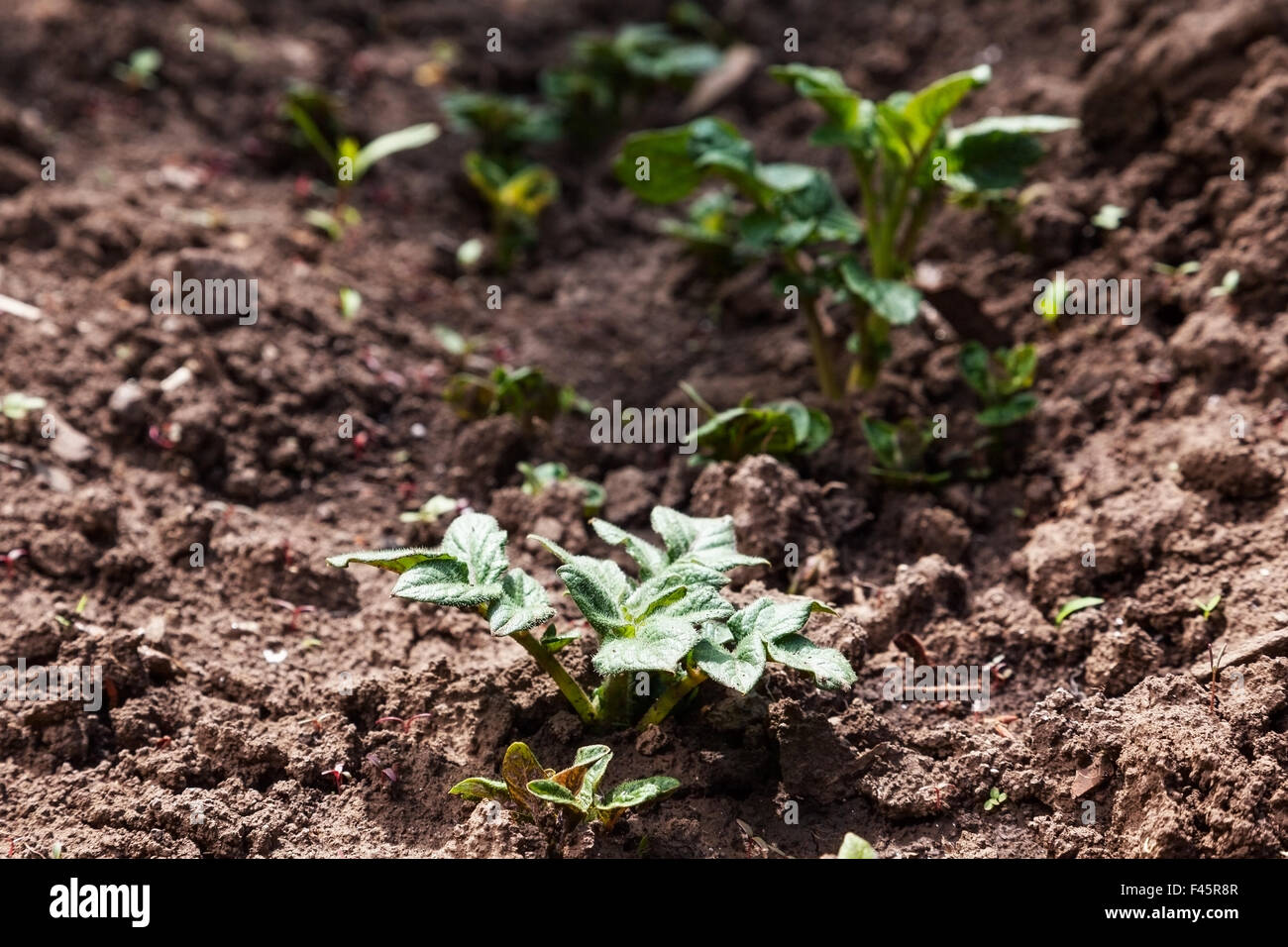Young potato on soil cover. plant close-up Stock Photo - Alamy