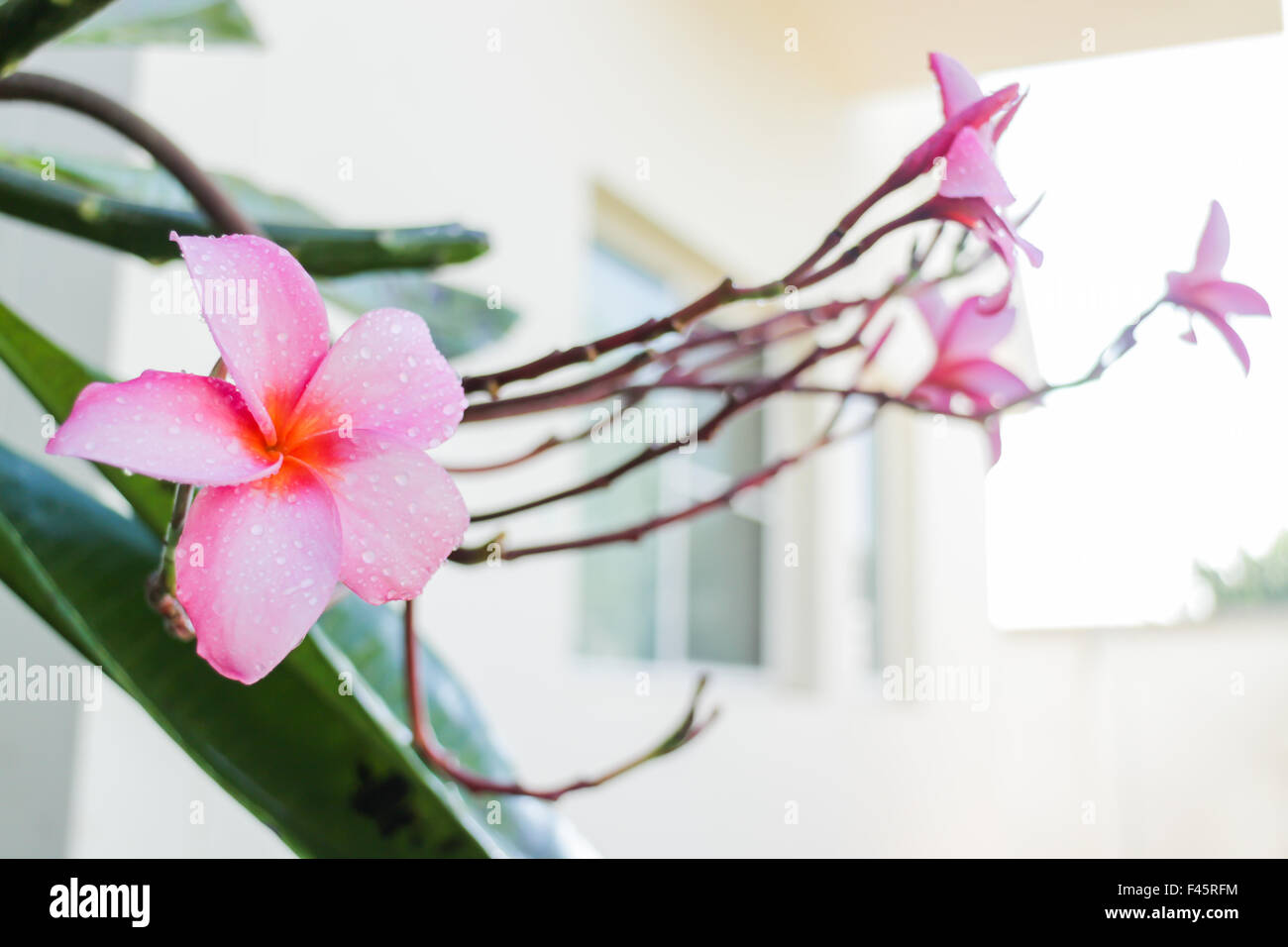 The beauty of flowers in home garden, stock photo Stock Photo - Alamy