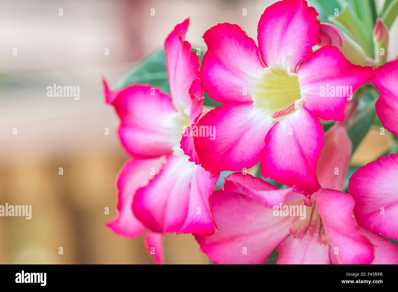 desert rose flower Stock Photo - Alamy