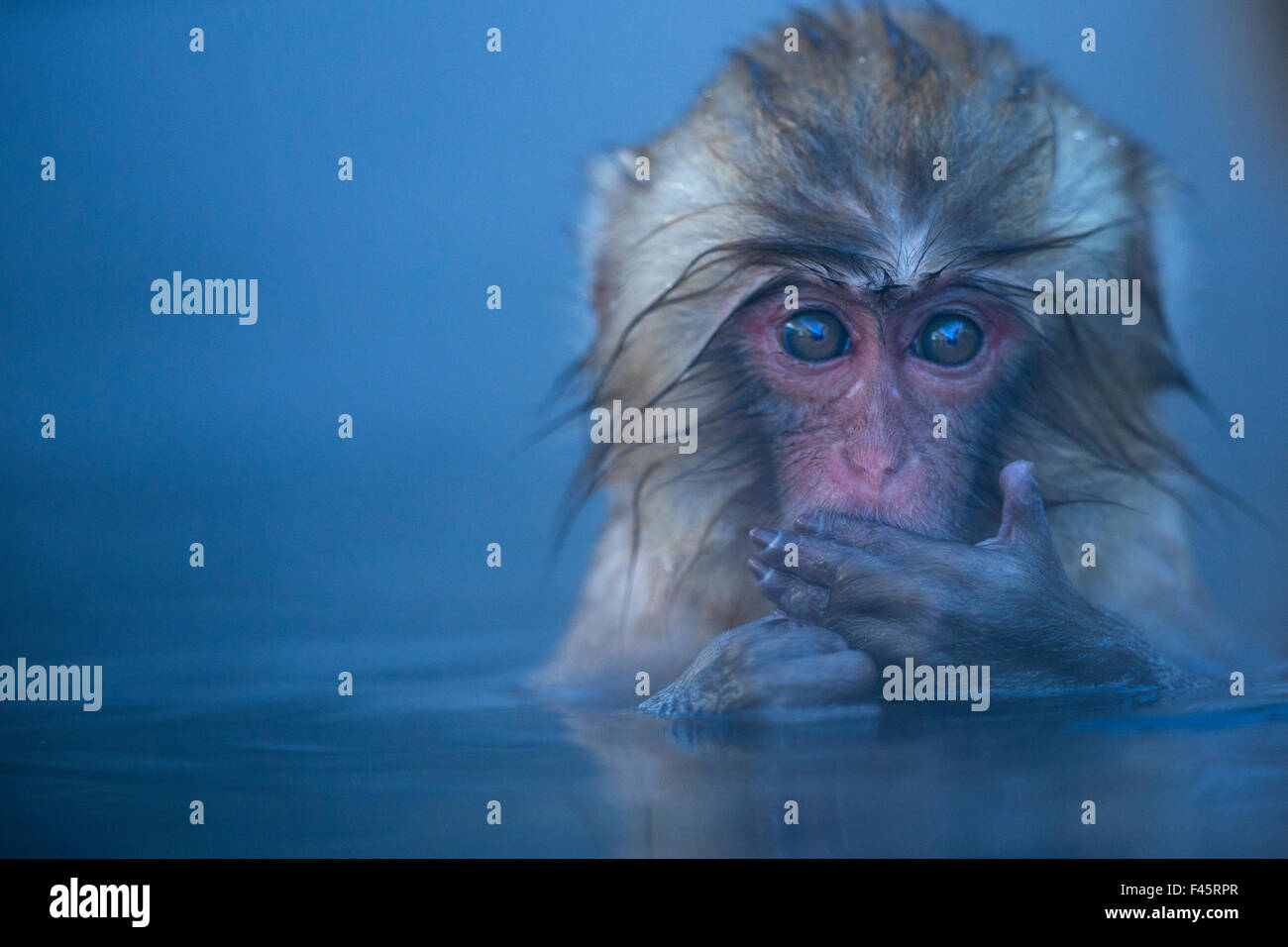 Monkey hand over mouth hi-res stock photography and images - Alamy