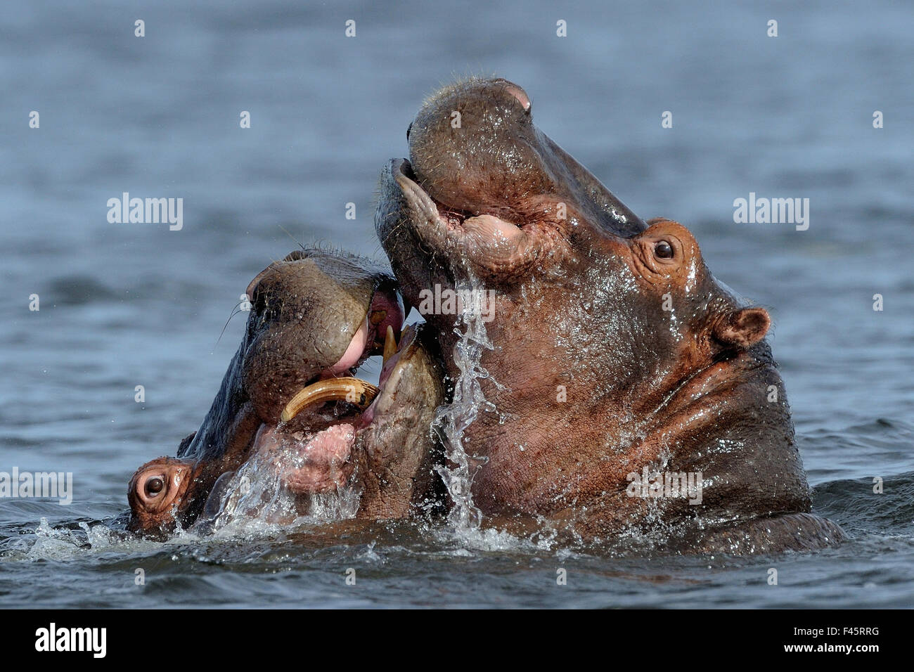 Hippo mating hi-res stock photography and images - Alamy