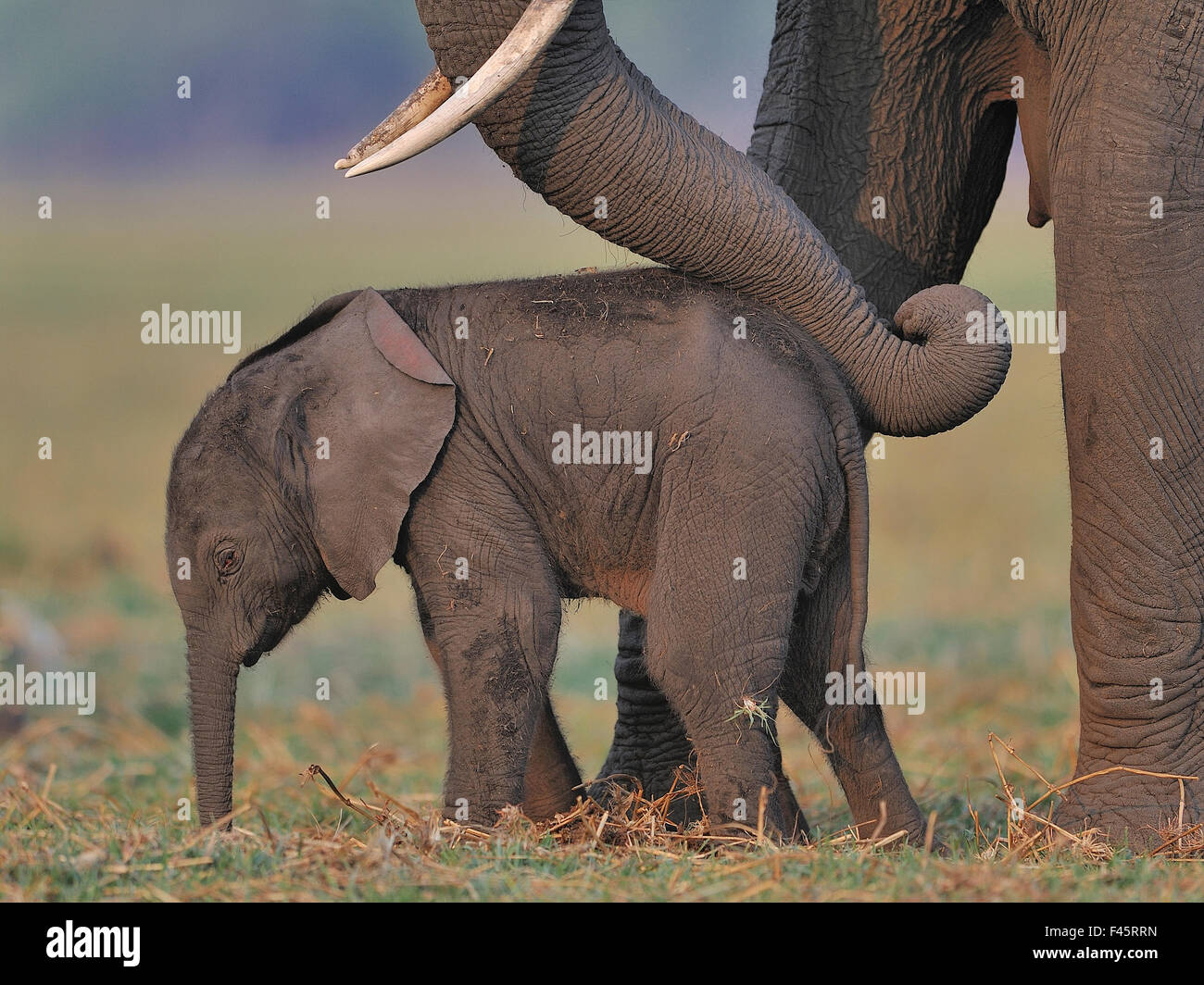 Elephants trunk touch touching hi-res stock photography and images - Alamy