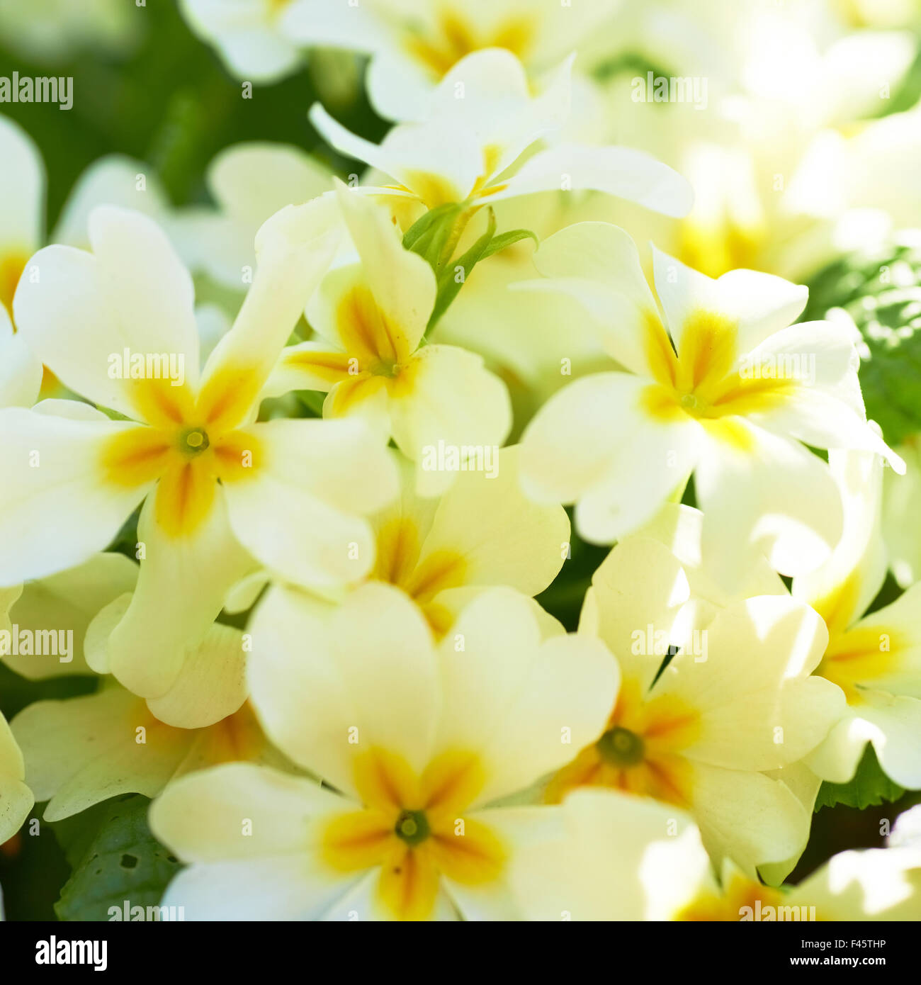 Spring yellow flowers Stock Photo - Alamy