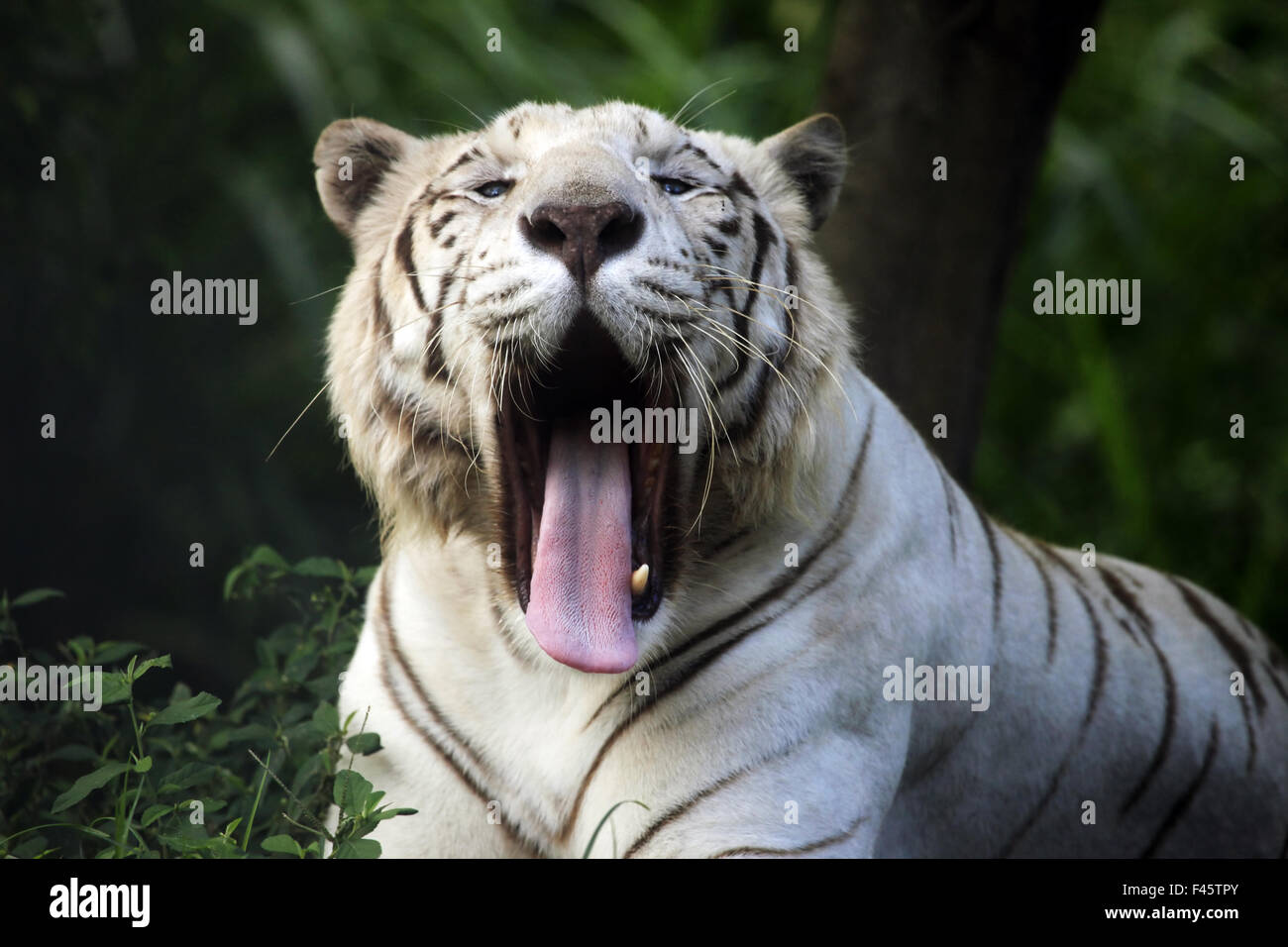 Tiger fight hi-res stock photography and images - Alamy