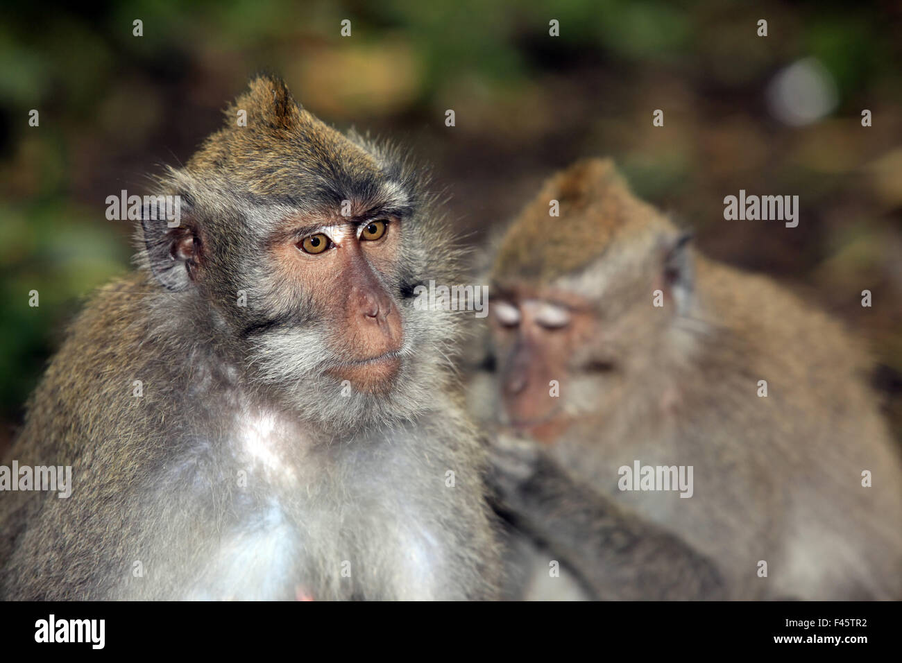 Family of monkeys Stock Photo - Alamy
