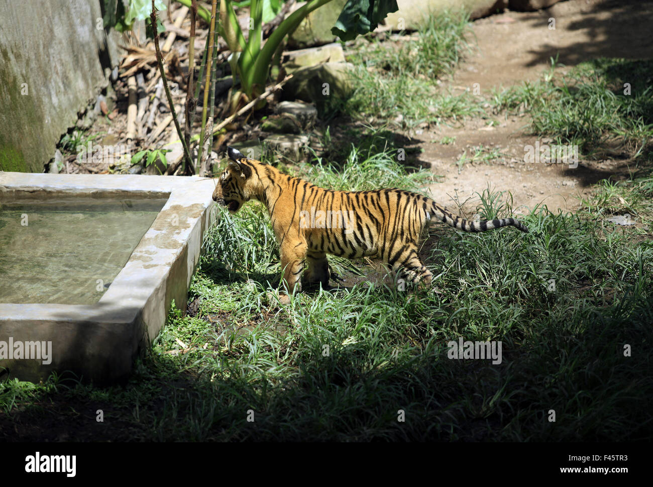 Indian_tiger hi-res stock photography and images - Alamy