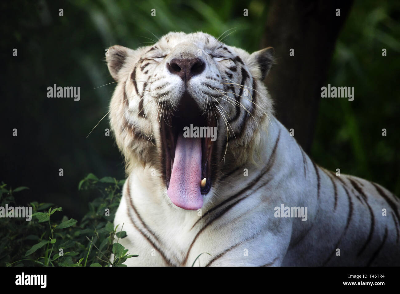 Fast tiger hi-res stock photography and images - Alamy