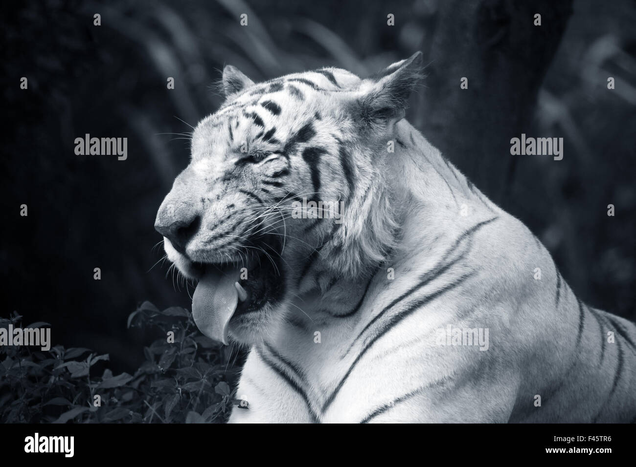 White tiger fight hi-res stock photography and images - Alamy
