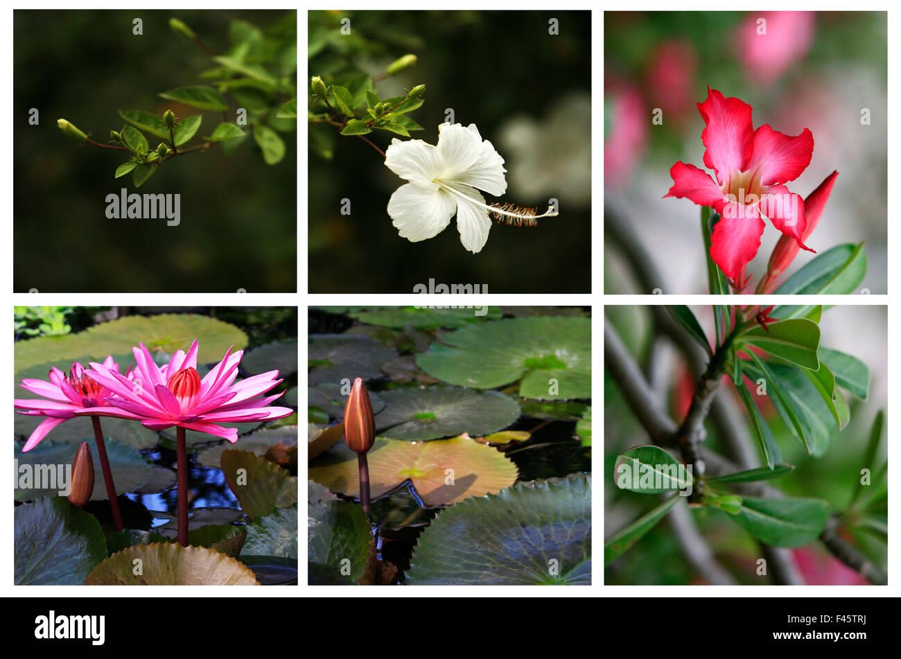 Tropical flower collage hi-res stock photography and images - Alamy