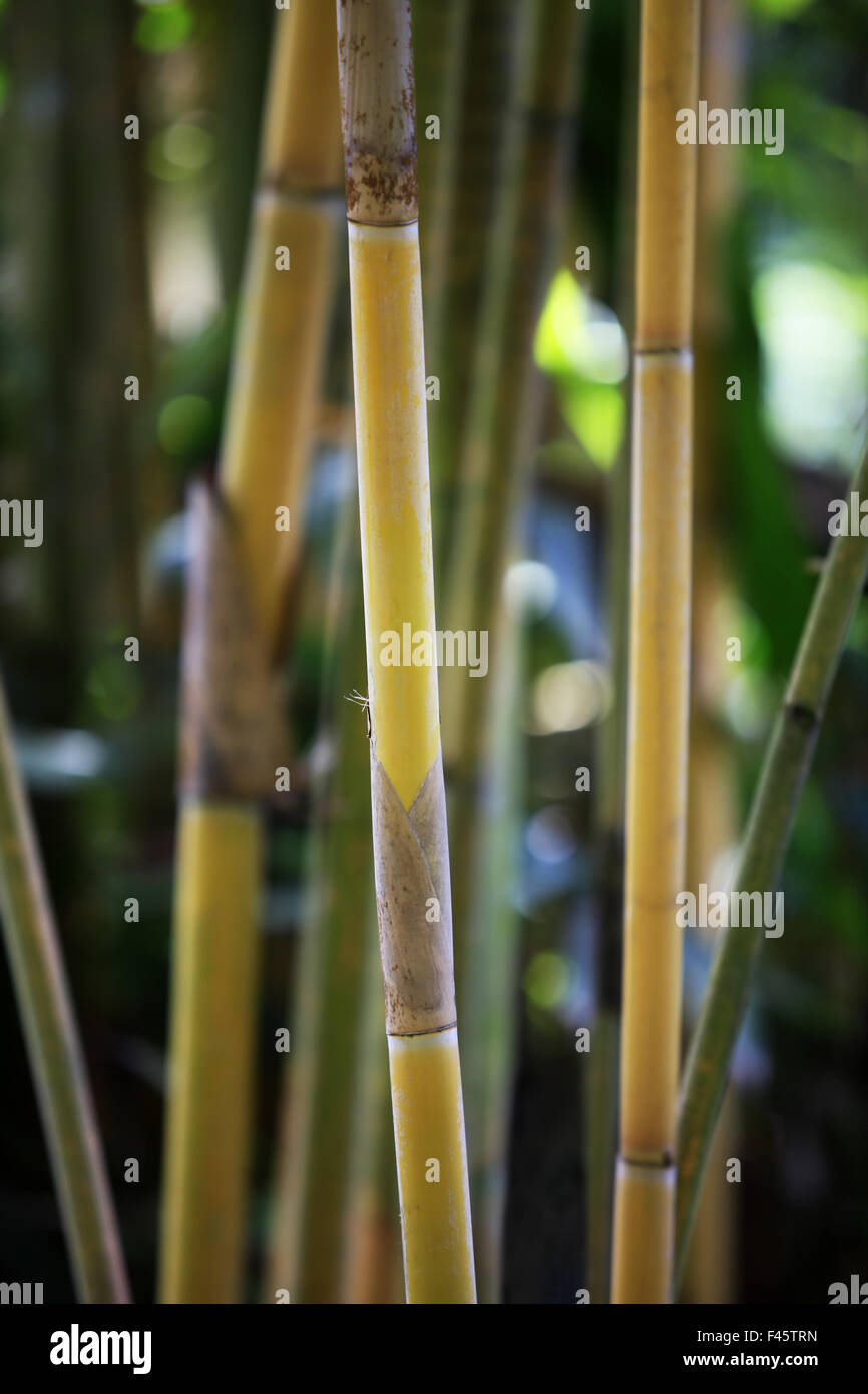 Rows of bamboo hi-res stock photography and images - Alamy